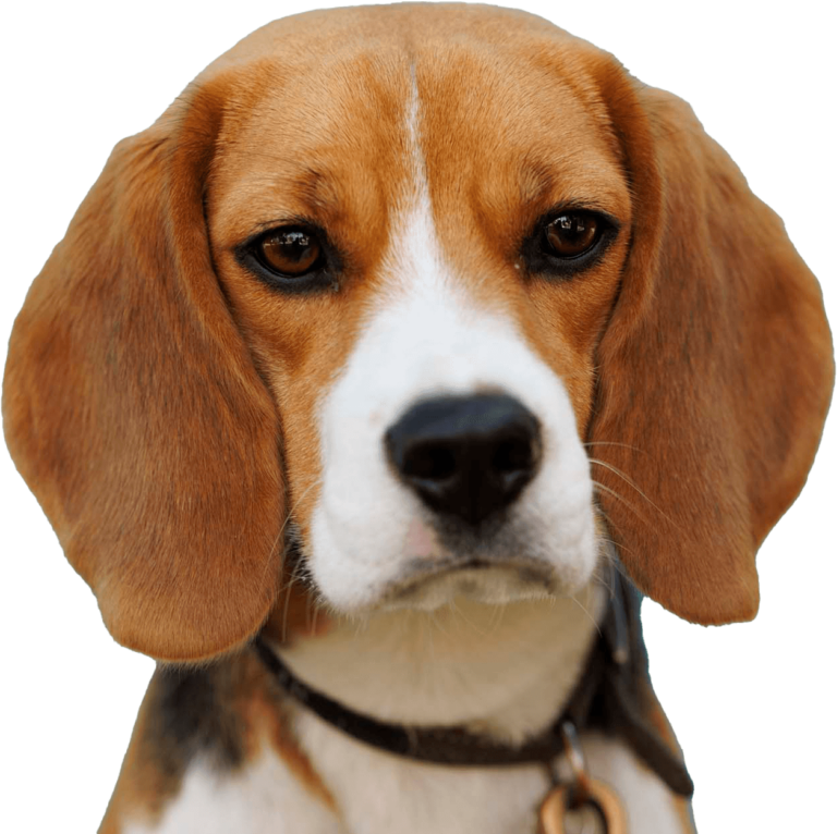 Dog Friendly Solihull - Solihull BID